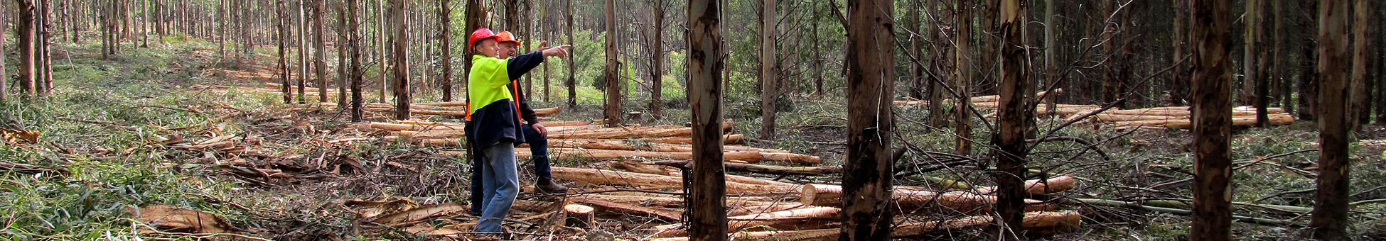 AKS Forest Solutions