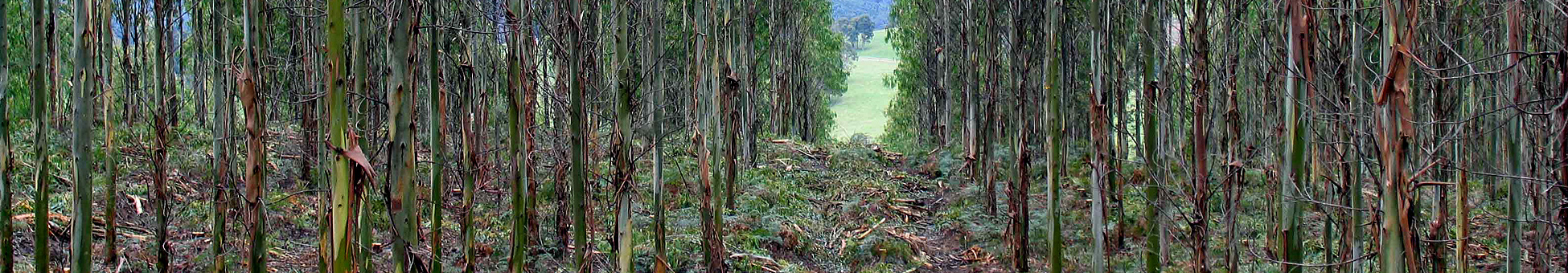 AKS Forest Solutions